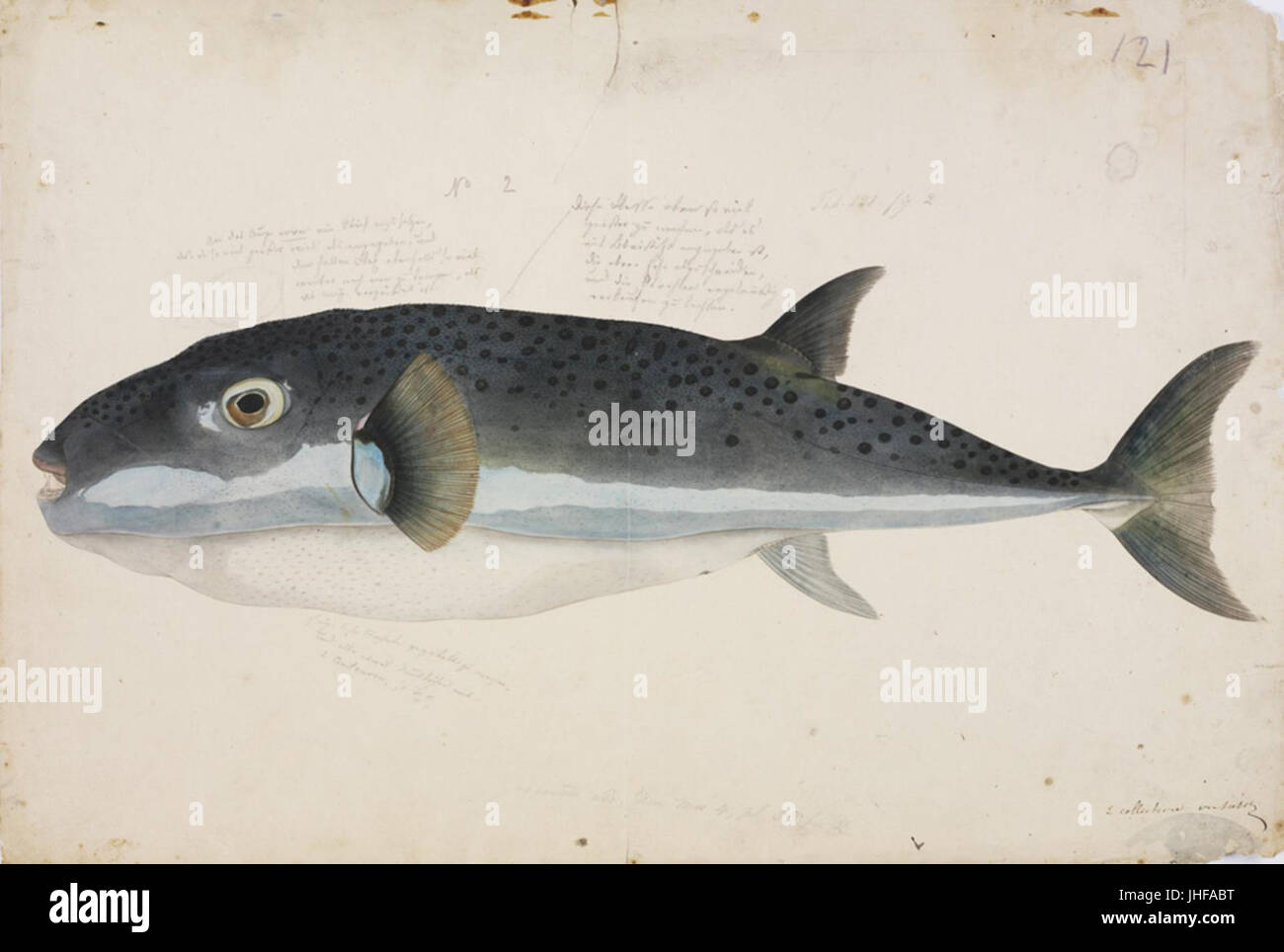 Lagocephalus sceleratus hi-res stock photography and images - Alamy