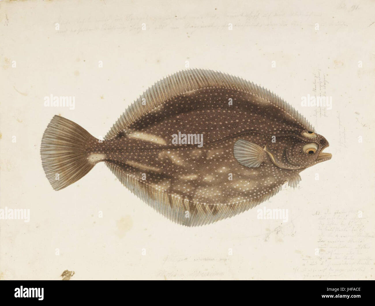 Verasper hi-res stock photography and images - Alamy