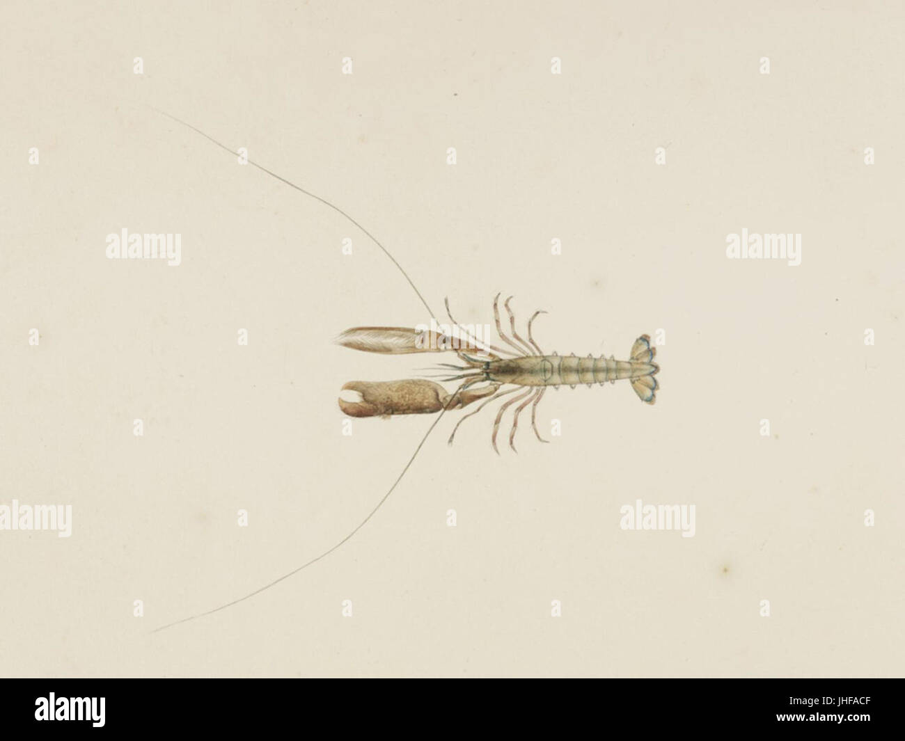 Alpheus brevicristatus hi-res stock photography and images - Alamy