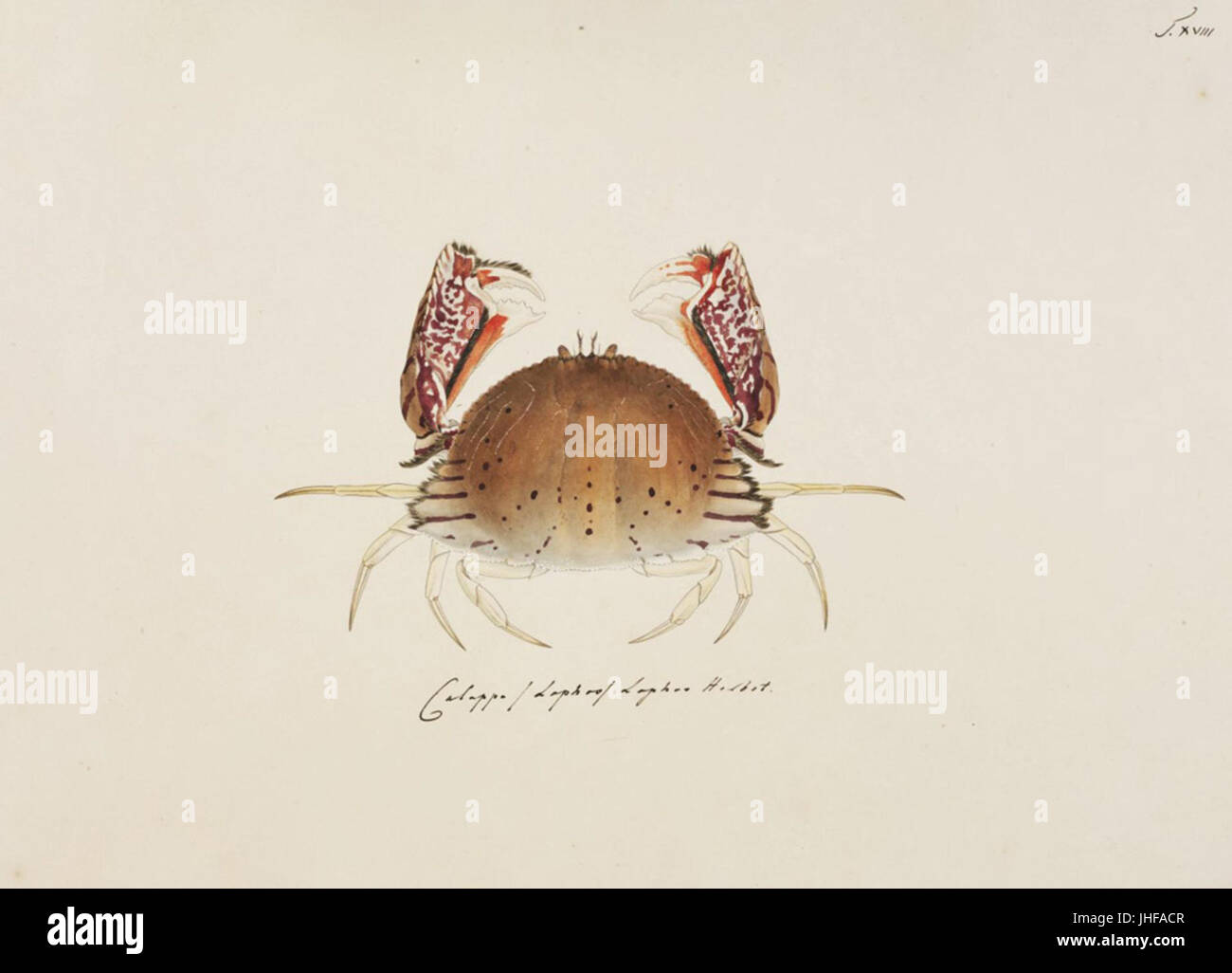 Lophos hi-res stock photography and images - Alamy