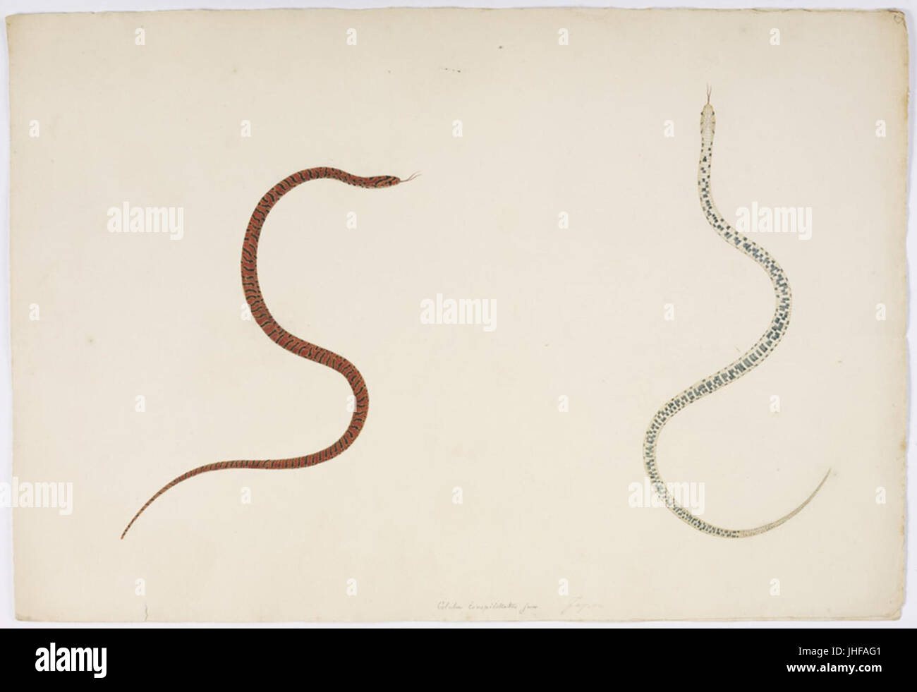 Elaphe conspicillata hi-res stock photography and images - Alamy