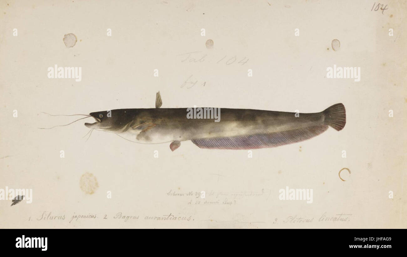 Naturalis Biodiversity Center - RMNH.ART.134 - Silurus asotus (Linnaeus ...