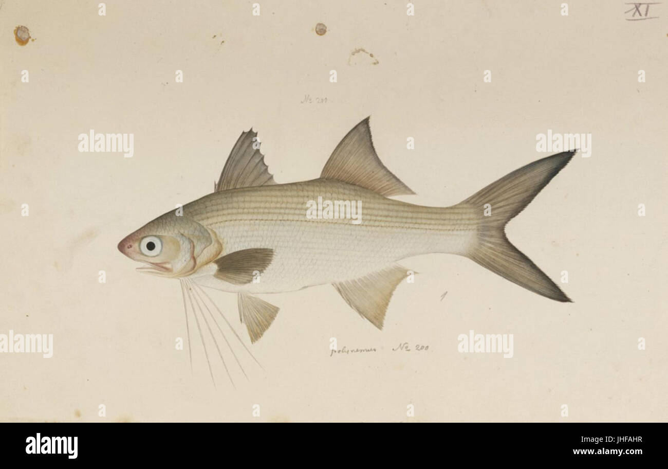 Naturalis Biodiversity Center - RMNH.ART.162 - Polydactylus plebejus ...