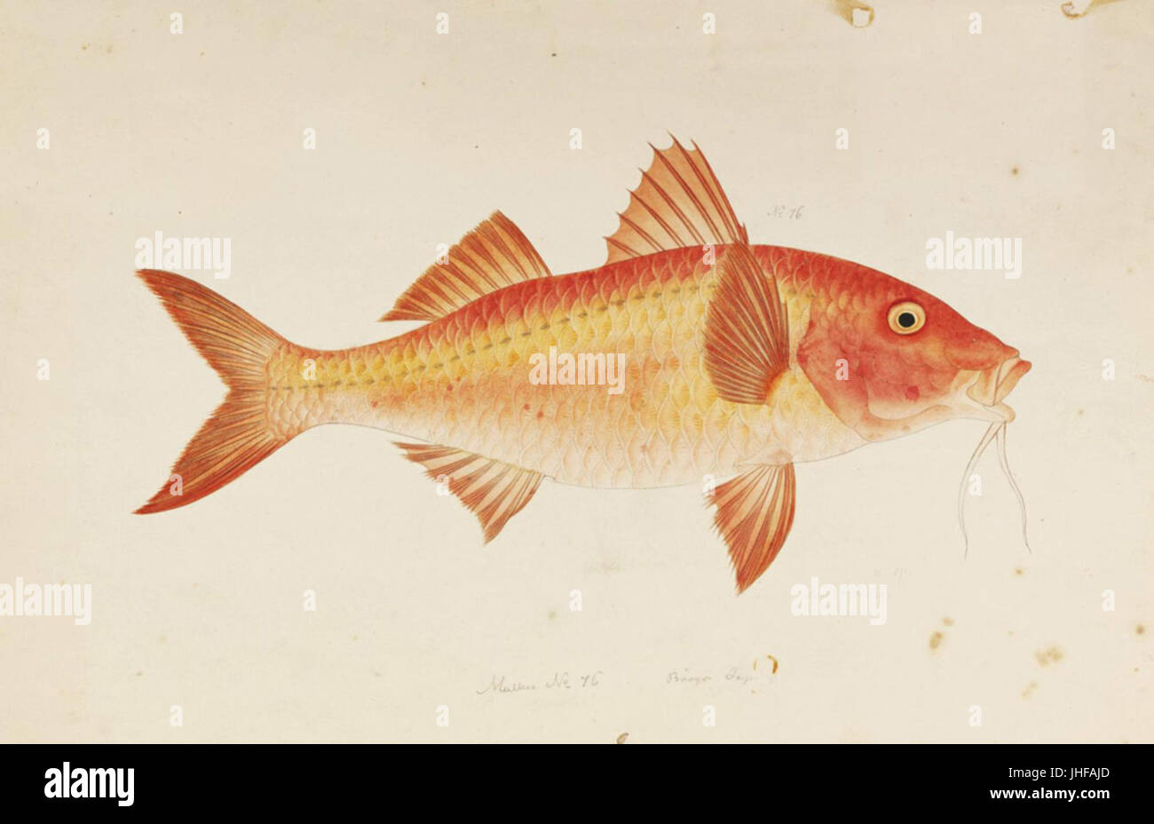 Naturalis Biodiversity Center - RMNH.ART.173 - Parupeneus chrysopleuron ...