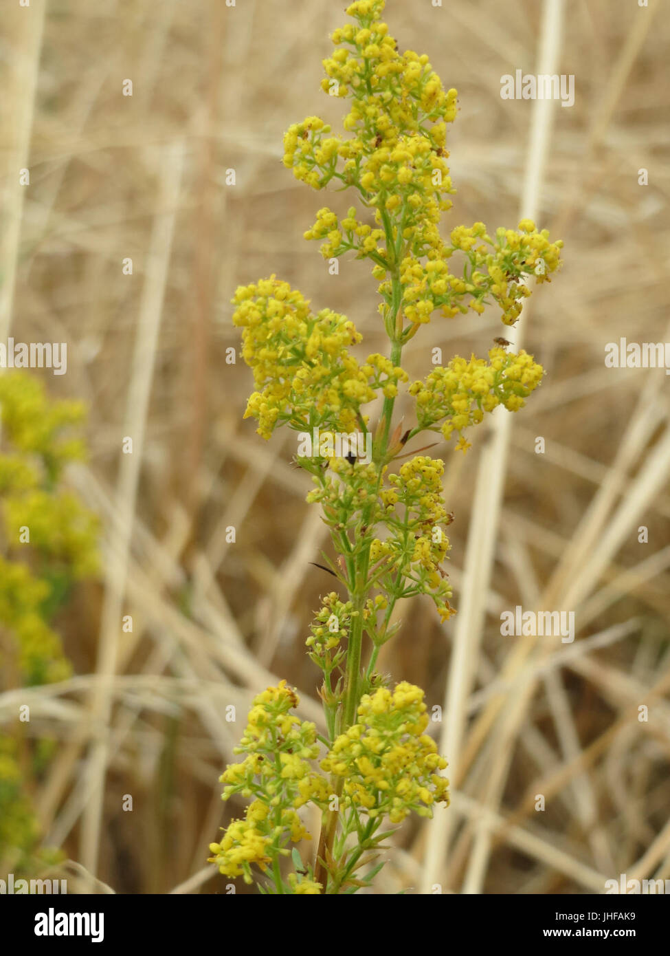 Ladys bedstraw root hi-res stock photography and images - Alamy