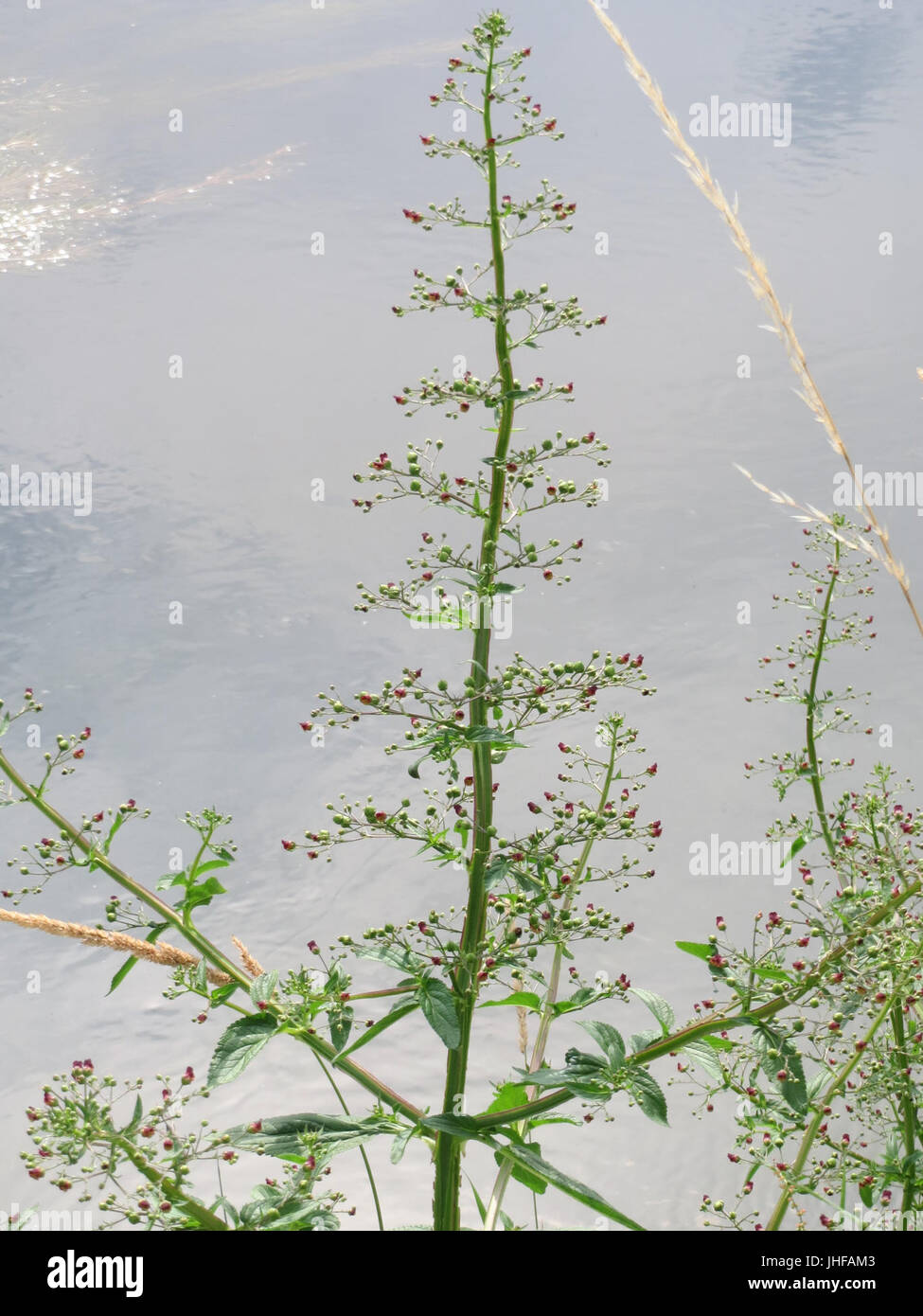 Ovate lanceolate leaves hi-res stock photography and images - Alamy