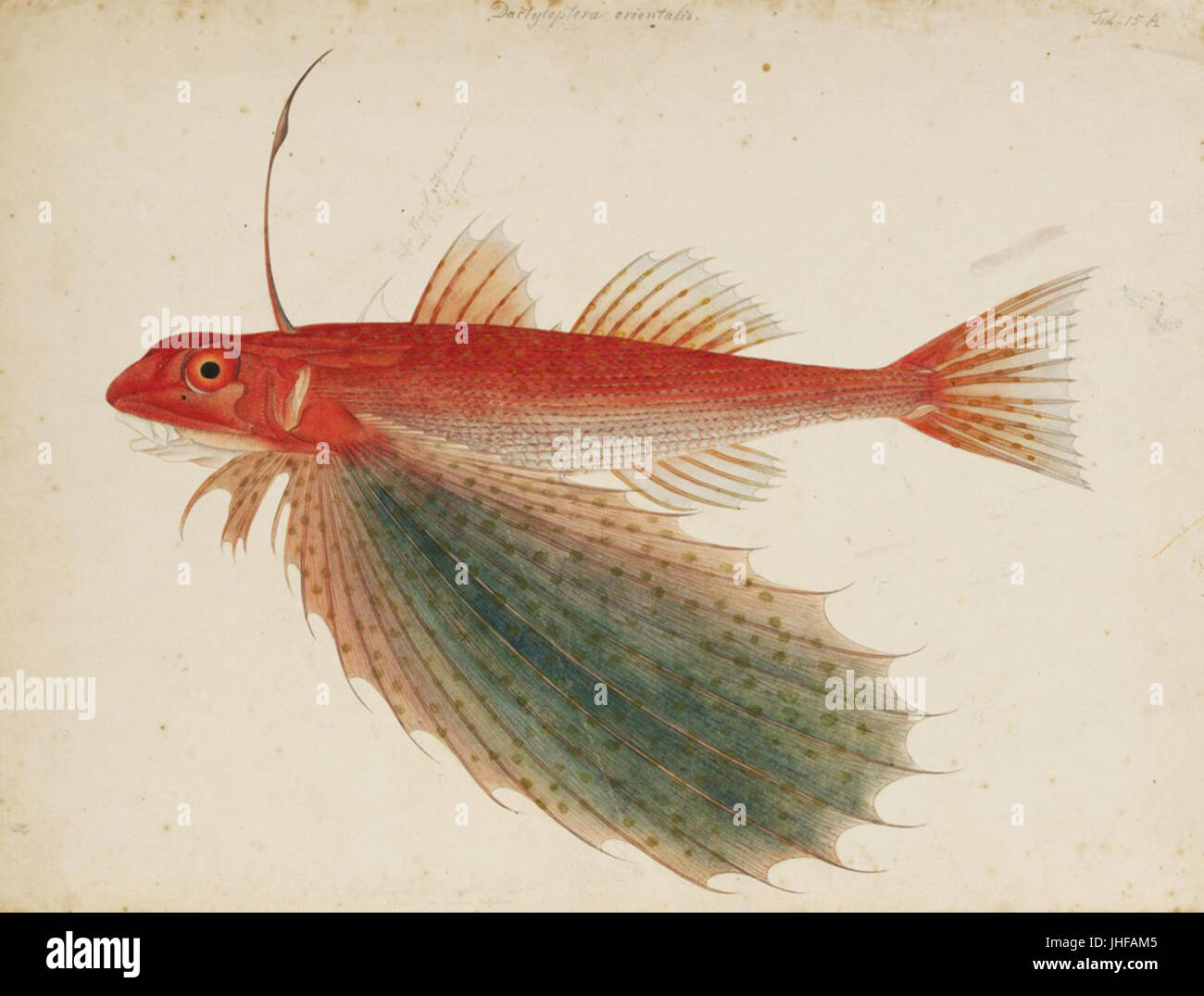 Naturalis Biodiversity Center - RMNH.ART.188 - Dactyloptena orientalis ...