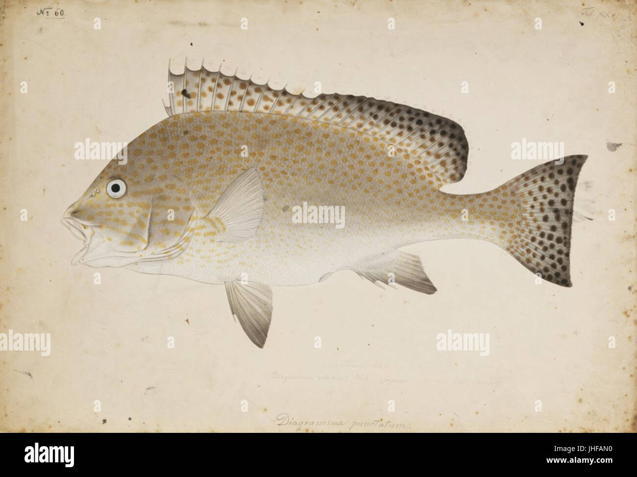 Naturalis Biodiversity Center - RMNH.ART.189 - Gaterin pictus (Thunberg ...