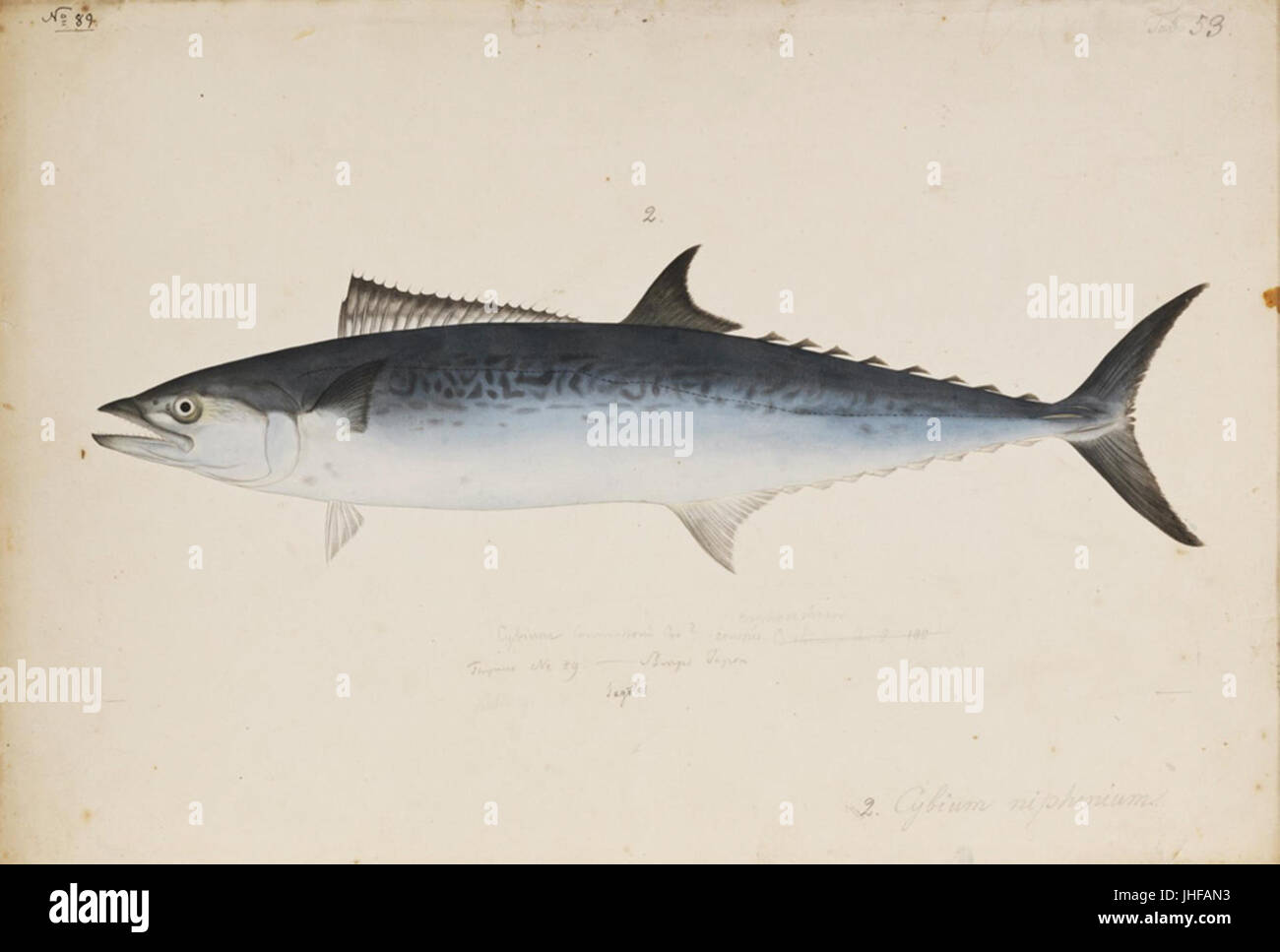 Naturalis Biodiversity Center - RMNH.ART.192 - Scomberomorus nichonius ...