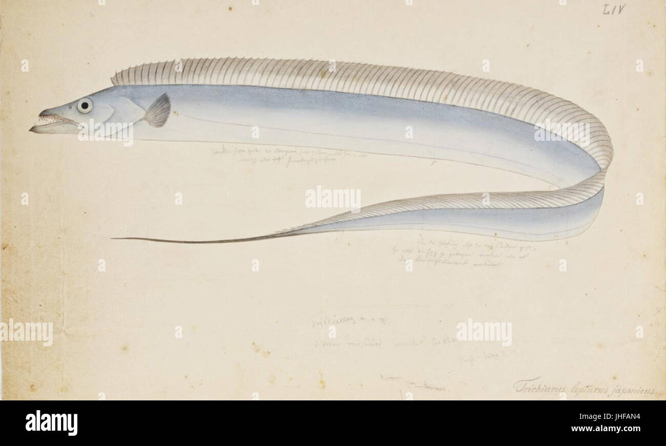 Trichiurus lepturus hi-res stock photography and images - Alamy