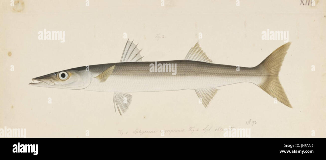 Naturalis Biodiversity Center - RMNH.ART.195 - Sphyraena pinguis ...