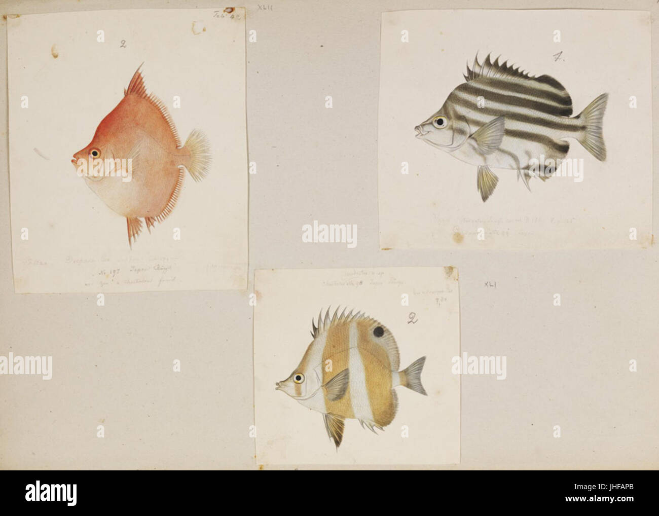 Microcanthus strigatus hi-res stock photography and images - Alamy