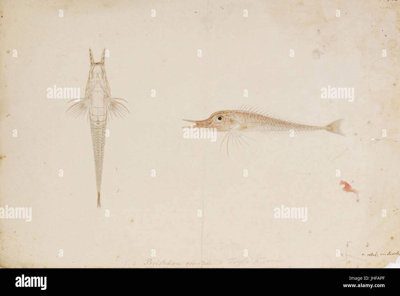 Peristedion orientale hi-res stock photography and images - Alamy