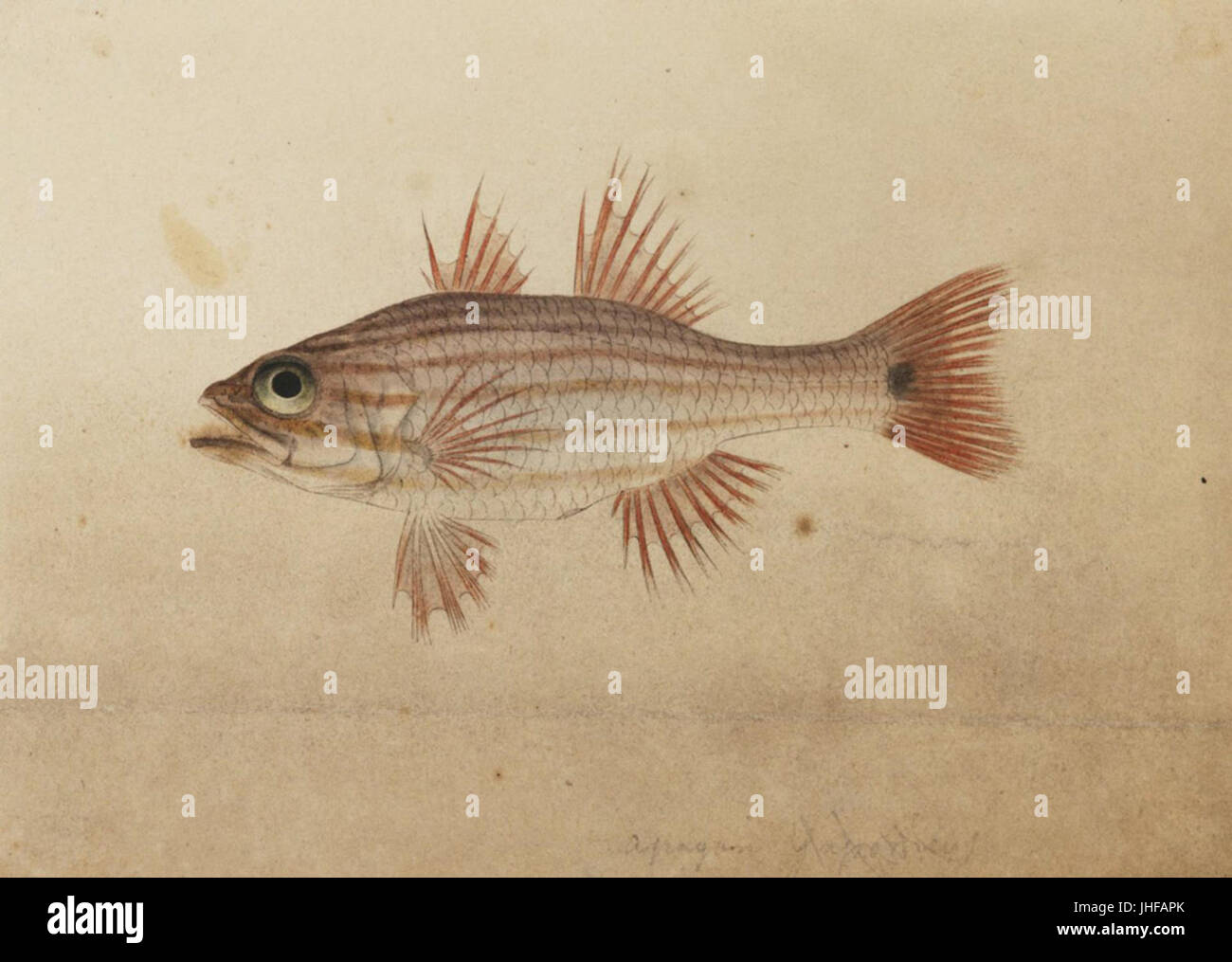 Naturalis Biodiversity Center - RMNH.ART.213 - Apogon endekataenia ...