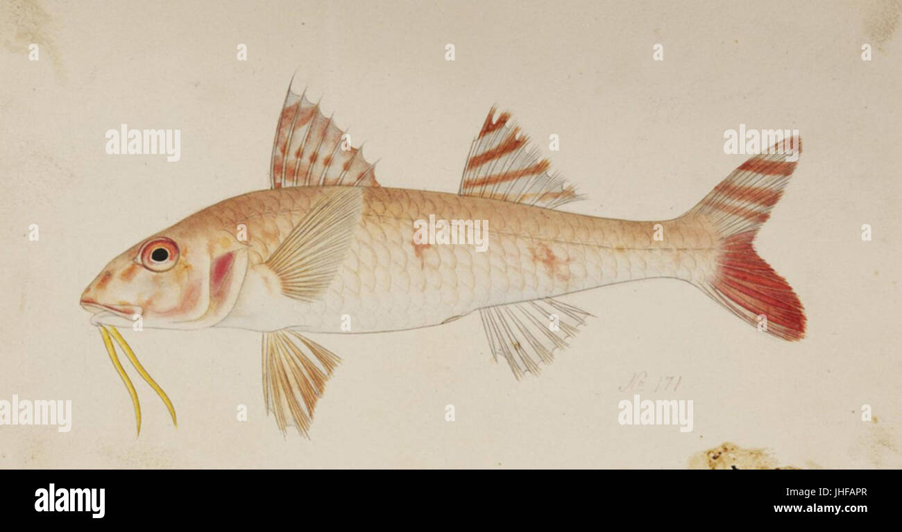 Naturalis Biodiversity Center - RMNH.ART.218 - Upeneus bensasi ...