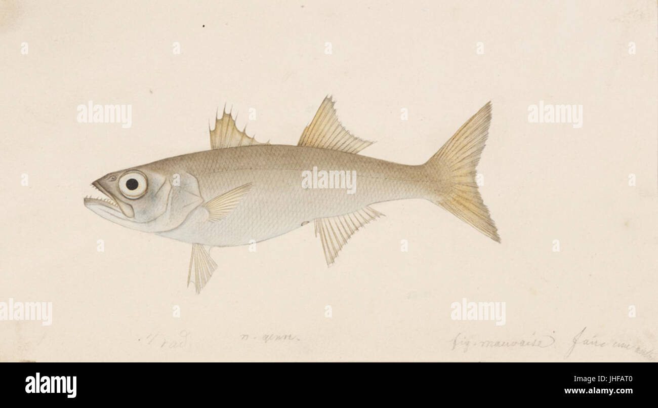 Naturalis Biodiversity Center - RMNH.ART.235 - Scombrops boops ...