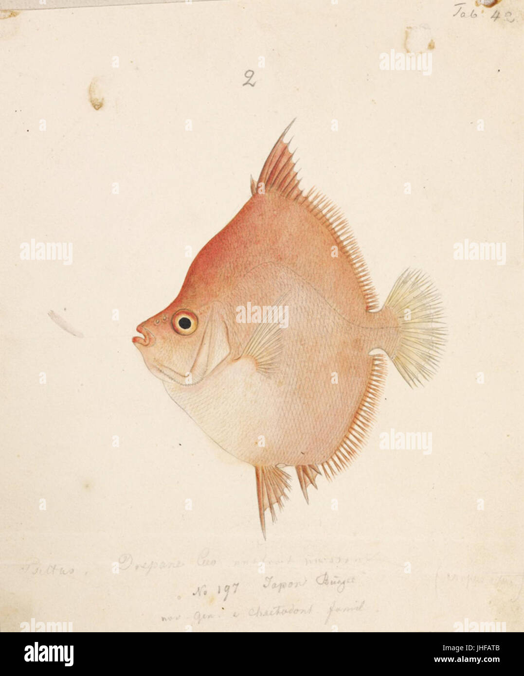 Antigonia hi-res stock photography and images - Alamy