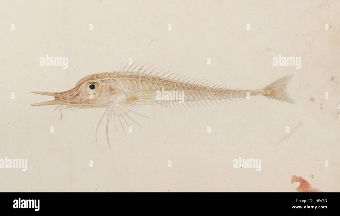 Péristedion orientale hi-res stock photography and images - Alamy