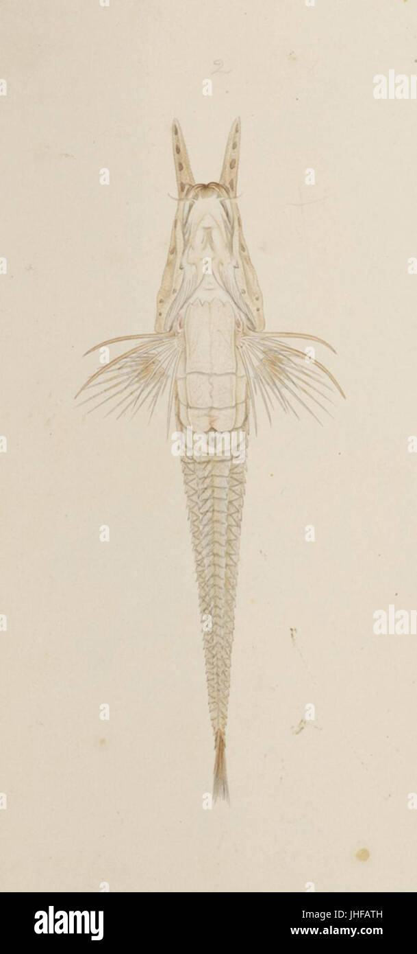 Naturalis Biodiversity Center - RMNH.ART.246 - Peristedion orientale ...