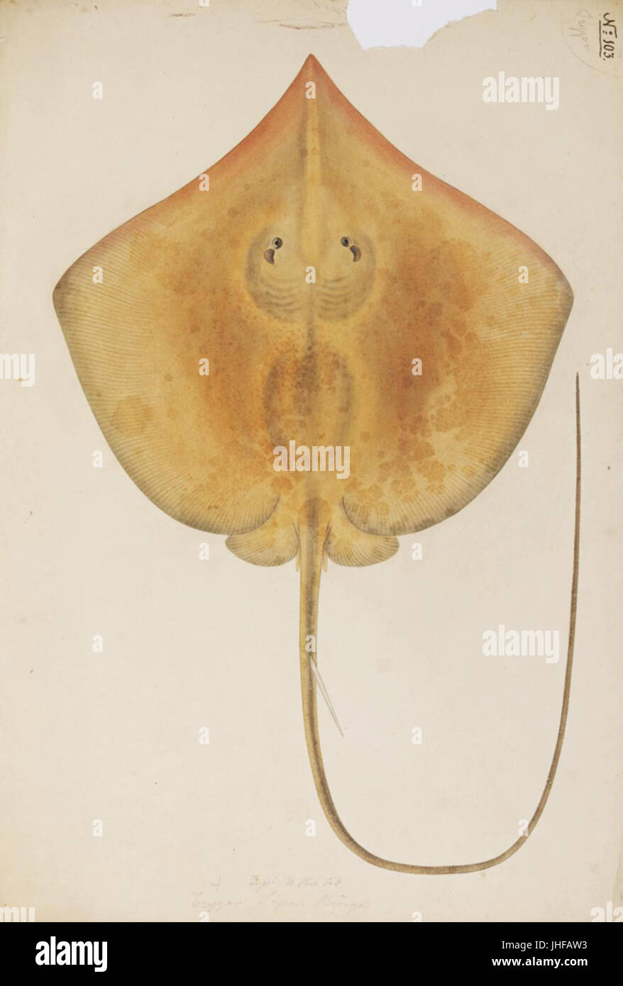 Naturalis Biodiversity Center - RMNH.ART.257 - Dasyatis zugei (Muller ...