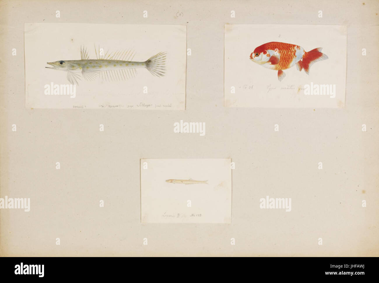 Carassius sp hi-res stock photography and images - Alamy