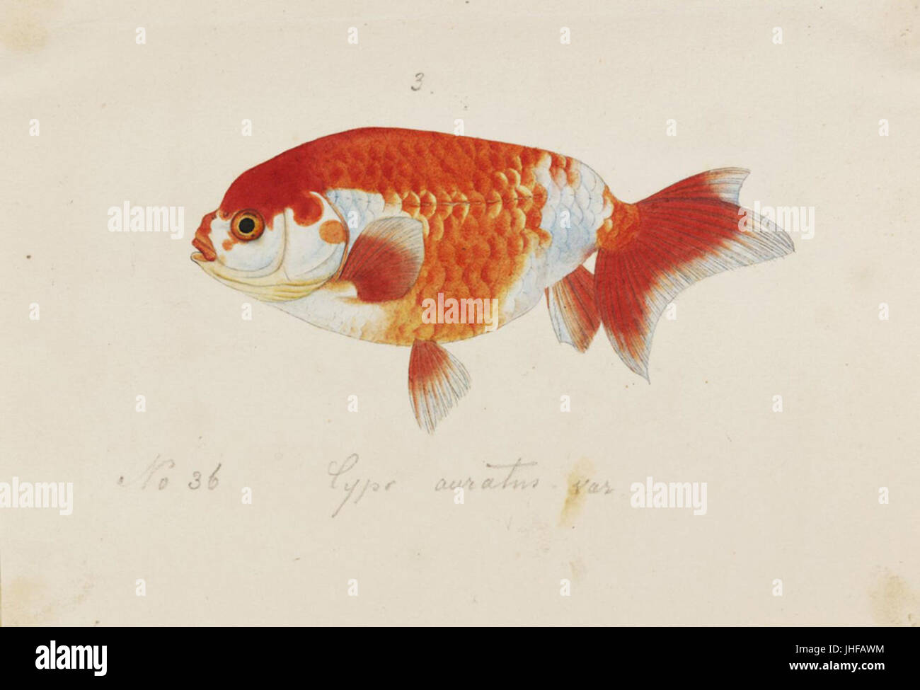 Naturalis Biodiversity Center - RMNH.ART.269 - Carassius auratus var ...