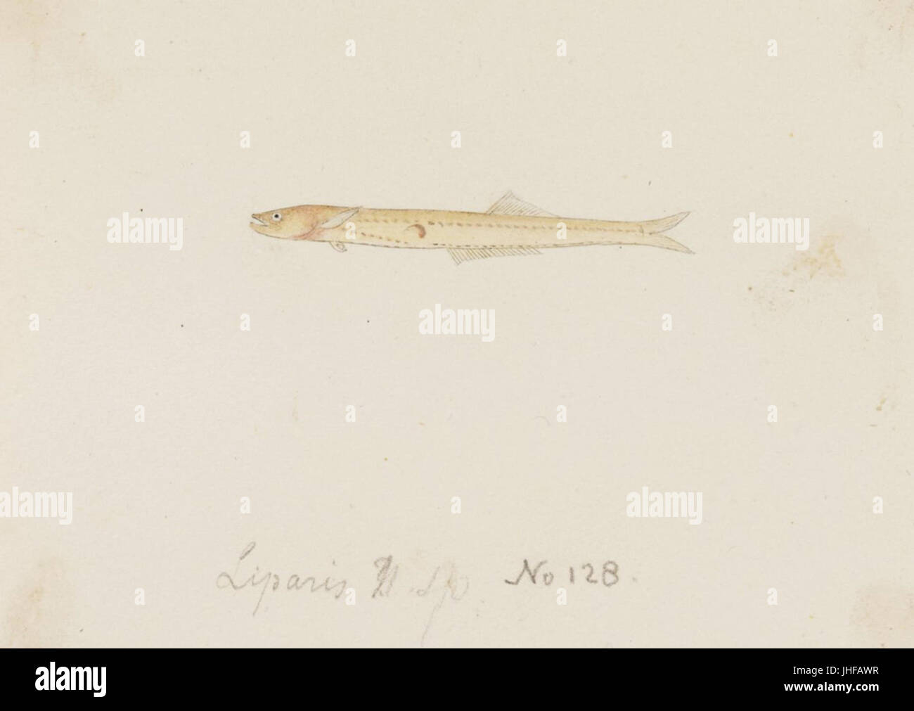 A detailed pencil and watercolor drawing by Kawahara Keiga from the ...