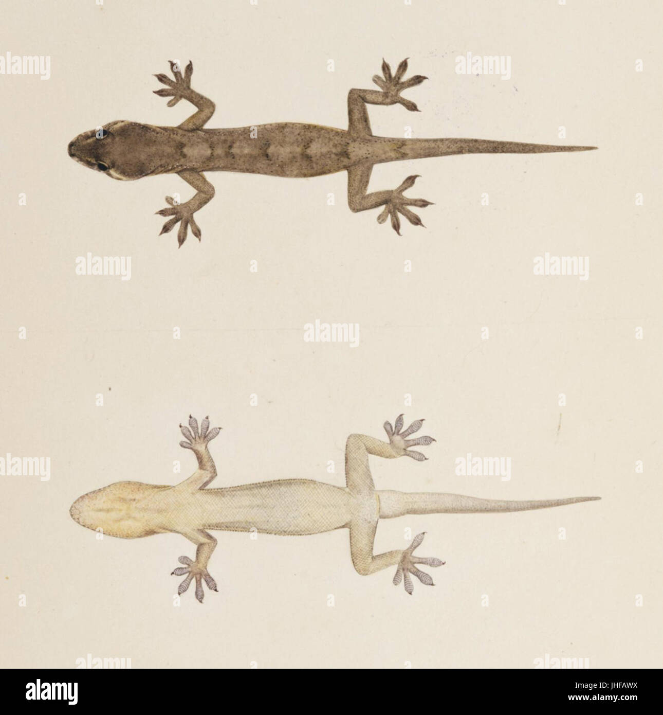 Gekko japonicus hi-res stock photography and images - Alamy