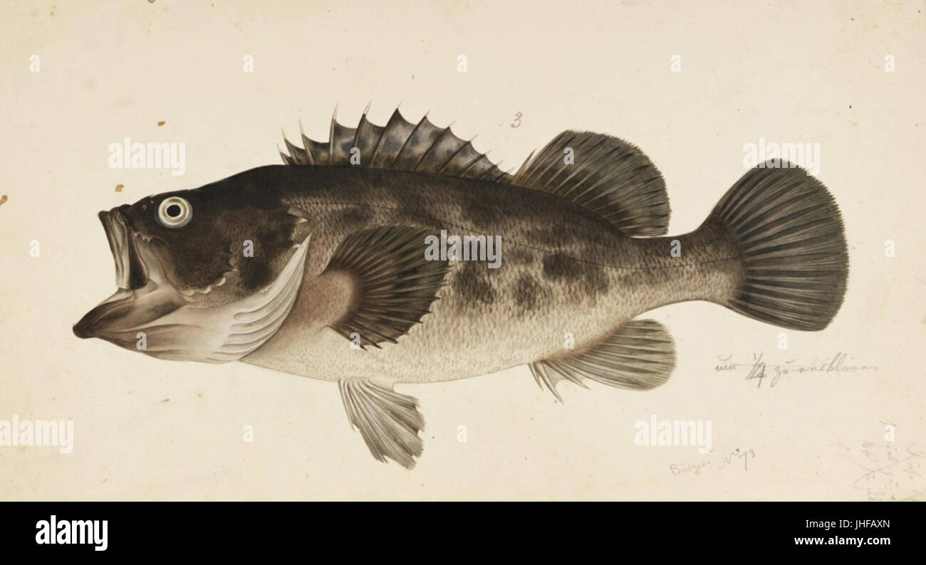 Watercolor fish illustration hi-res stock photography and images - Alamy