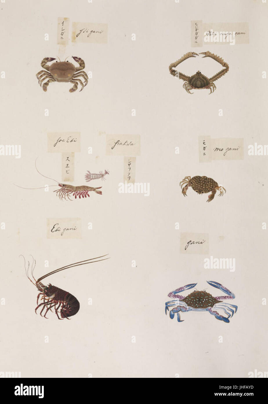 Naturalis Biodiversity Center - RMNH.ART.326 - Portunus pelagicus ...