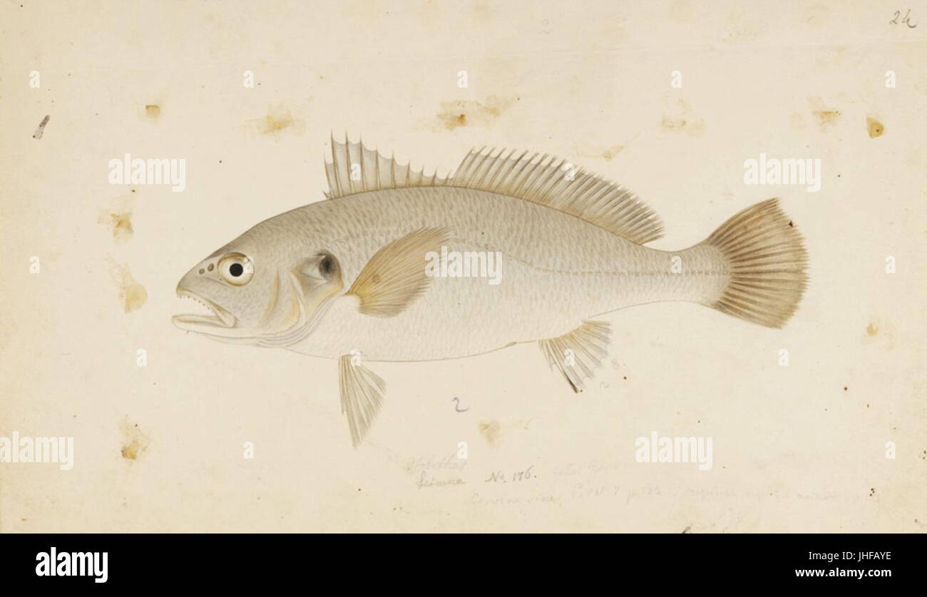 Naturalis Biodiversity Center - RMNH.ART.328 - Argyrosomus argentatus ...