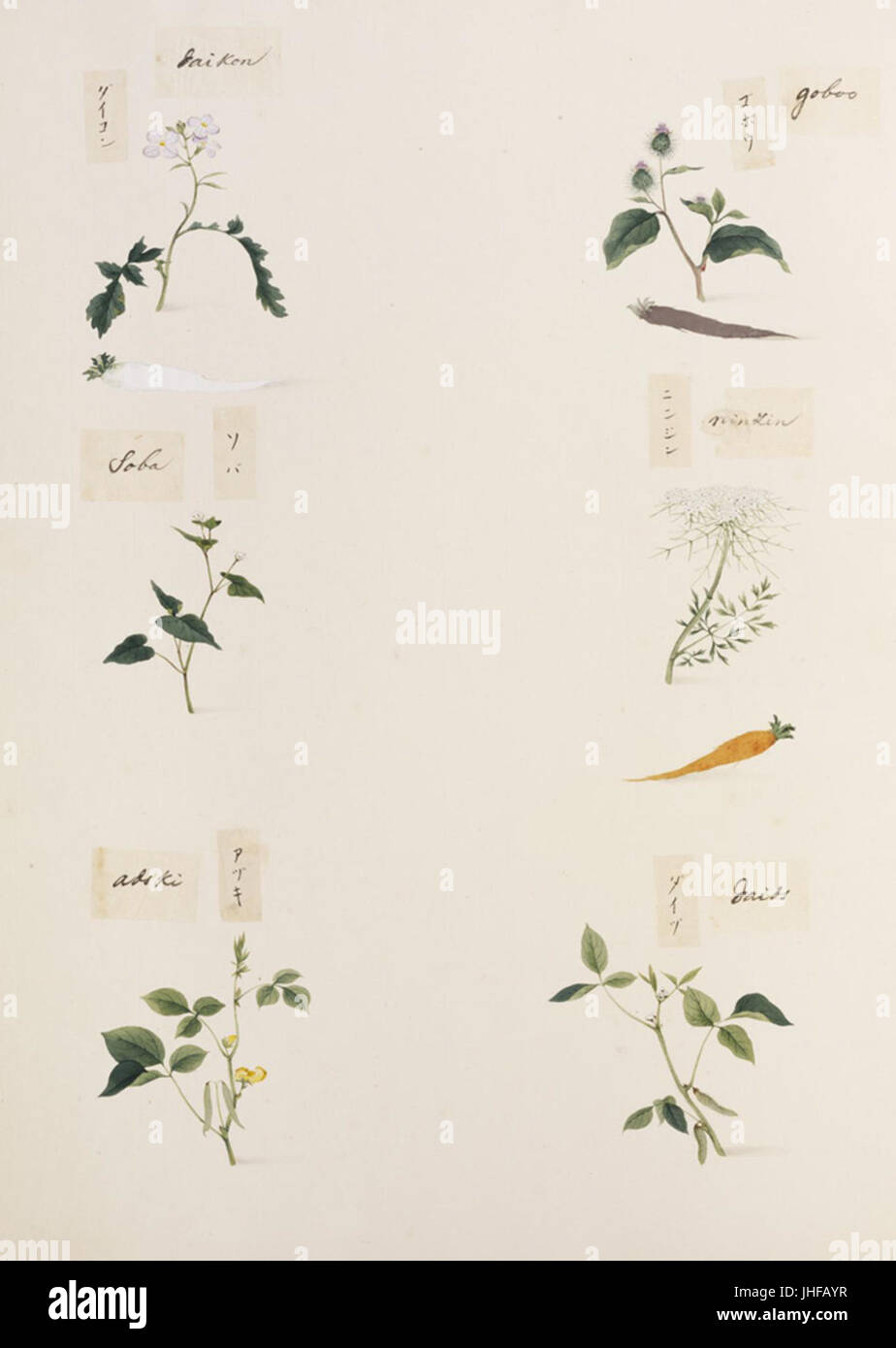 Naturalis Biodiversity Center - RMNH.ART.336 - Vigna angularis ...