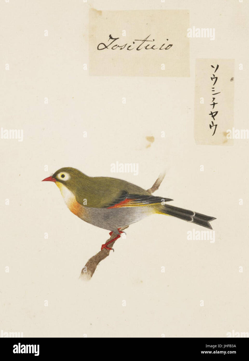 Naturalis Biodiversity Center - RMNH.ART.426 - Leiothrix lutea ...