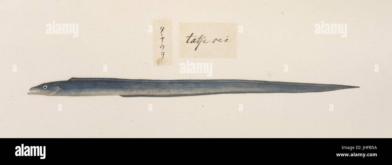 Naturalis Biodiversity Center - RMNH.ART.468 - Trichiurus lepturus ...