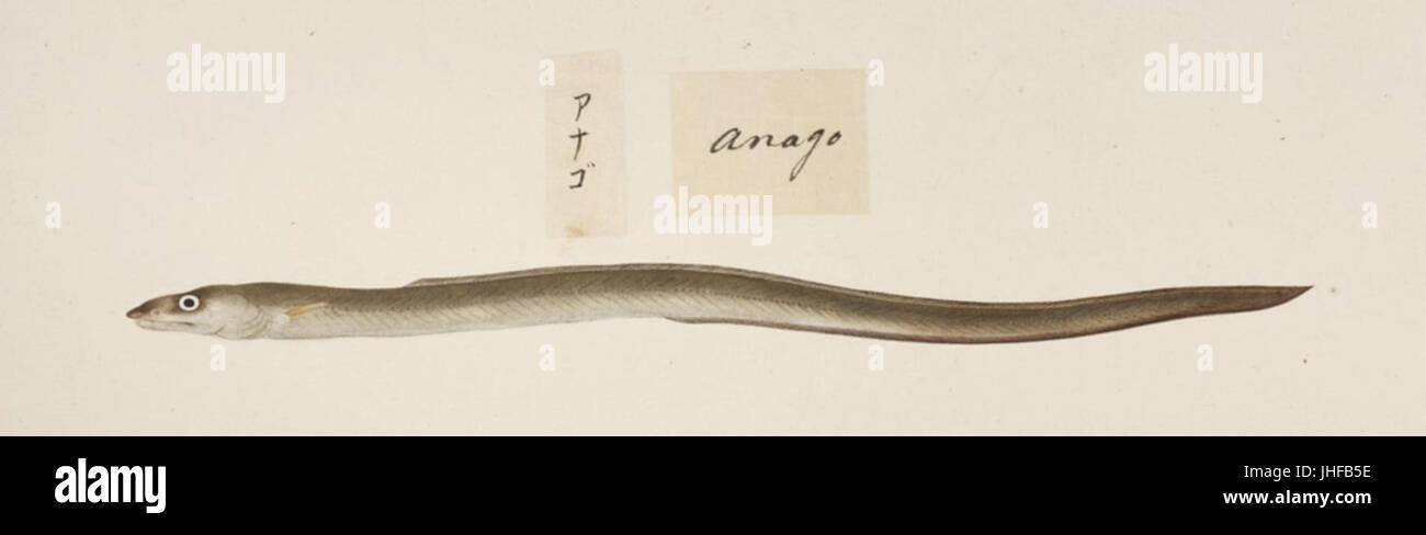 Conger eel illustration 19th century hi-res stock photography and ...