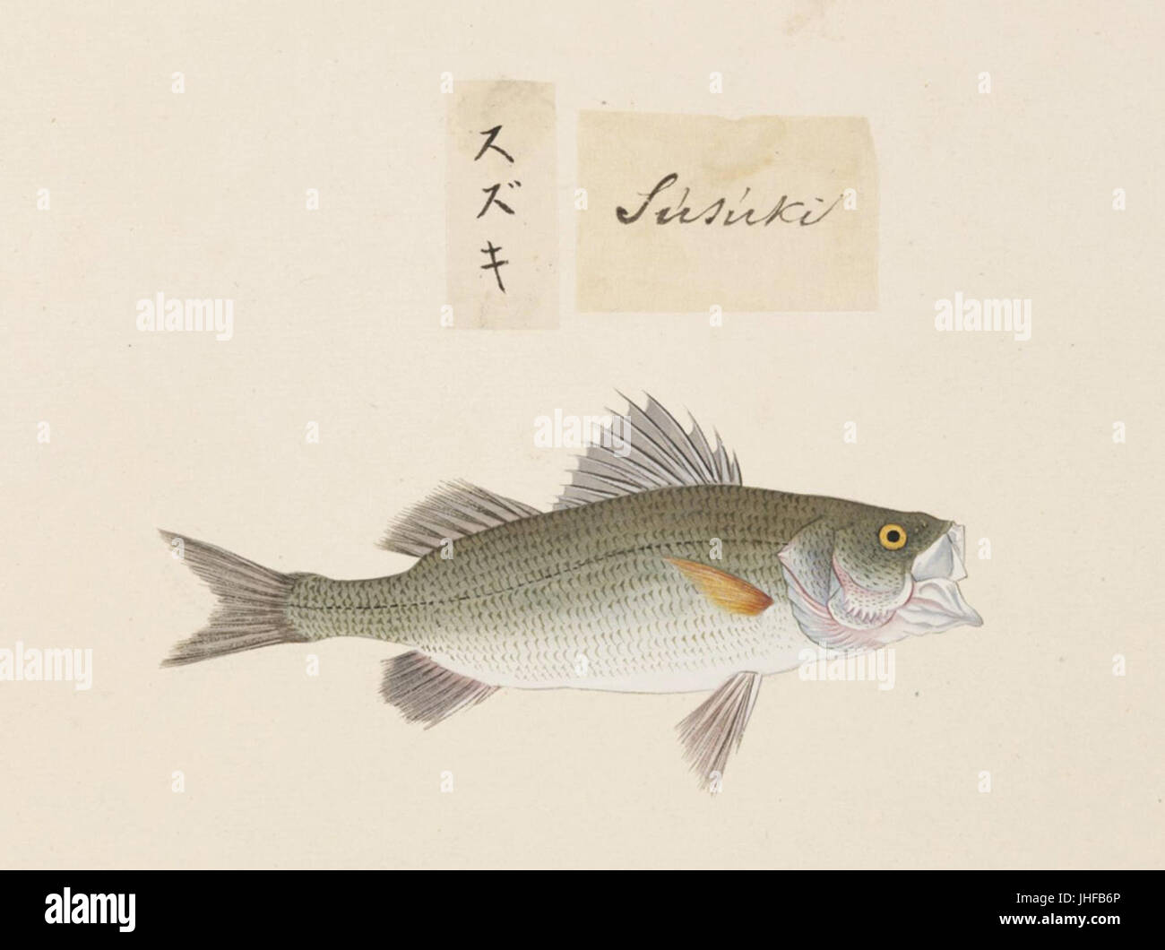 Naturalis Biodiversity Center - RMNH.ART.497 - Lateolabrax japonicus ...