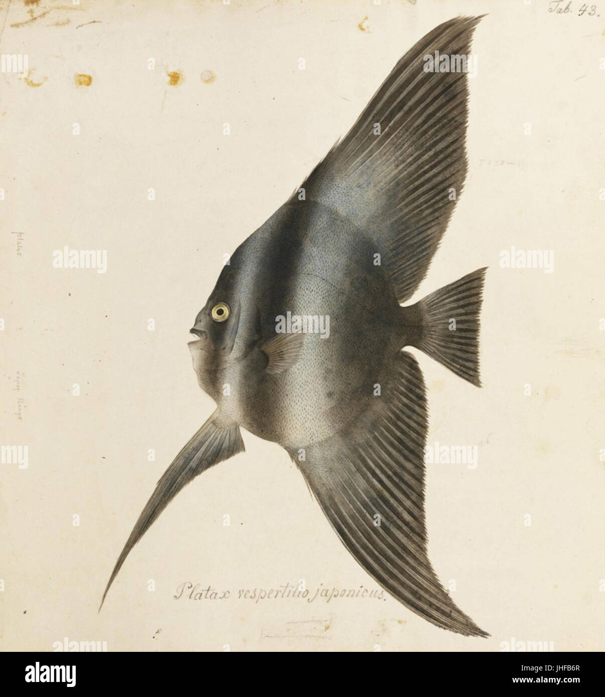 Naturalis Biodiversity Center - RMNH.ART.499 - Platax pinnatus ...