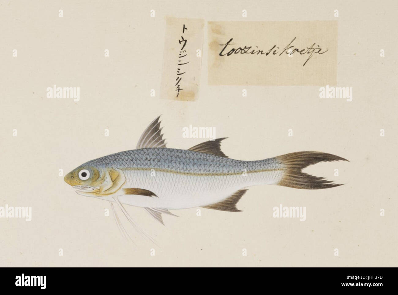 Kawahara keiga polydactylus plebejus hi-res stock photography and ...