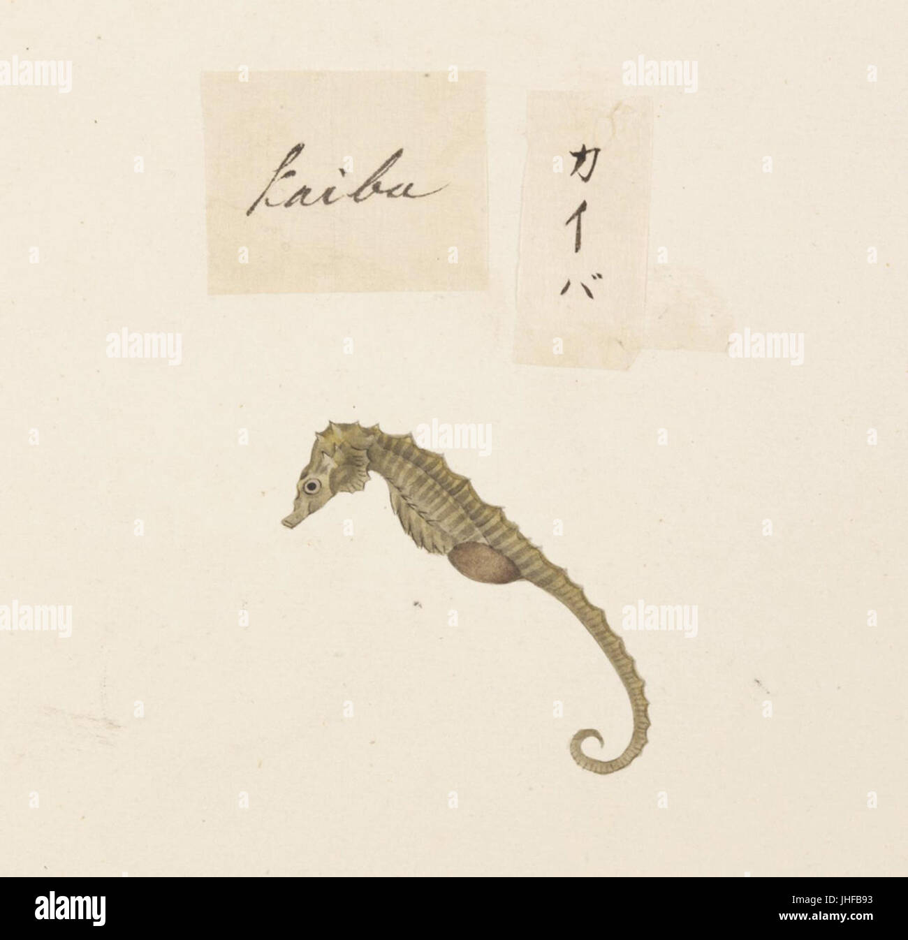 Naturalis Biodiversity Center - RMNH.ART.552 - A species of Hippocampus ...