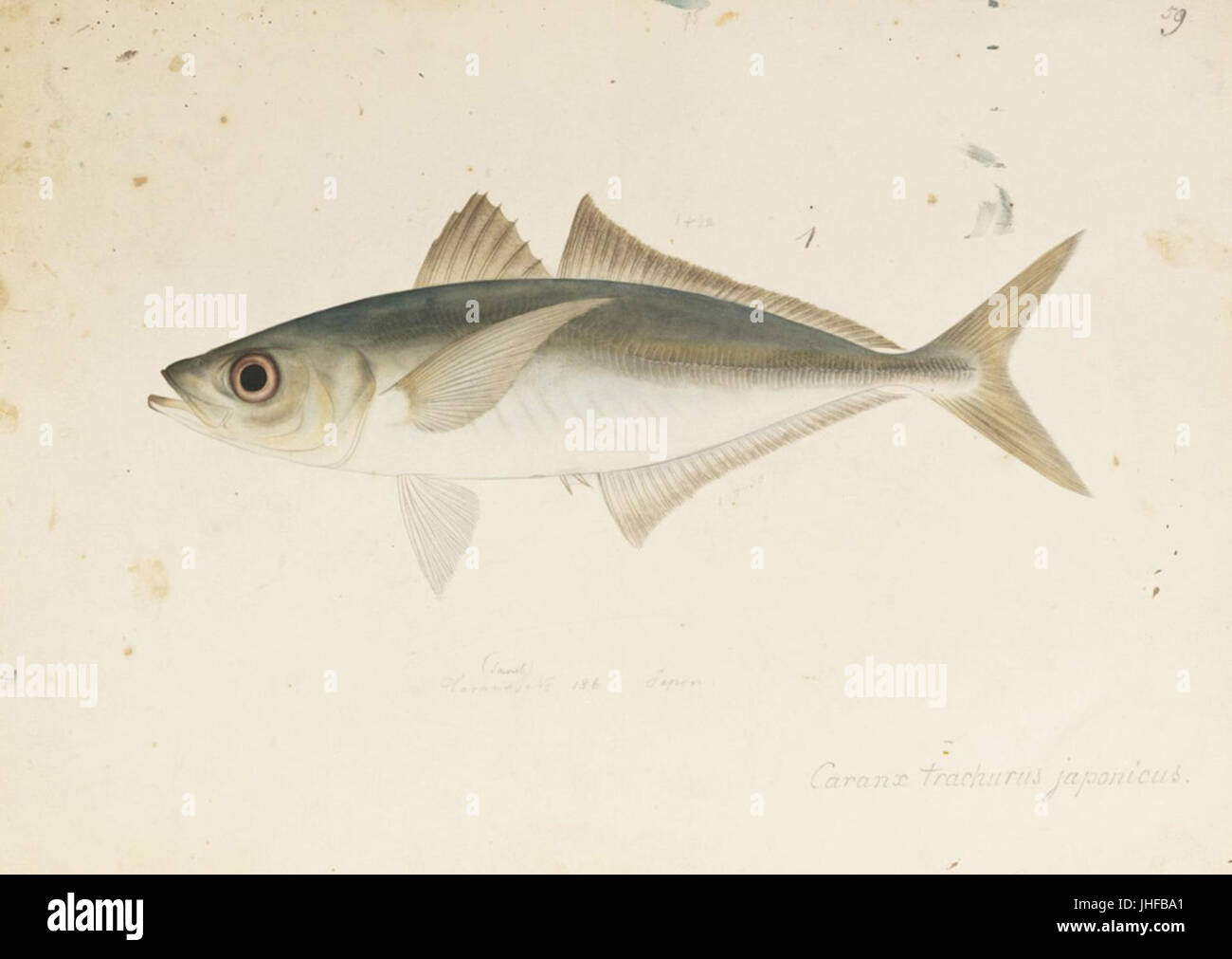 Trachurus Japonicus High Resolution Stock Photography and Images - Alamy