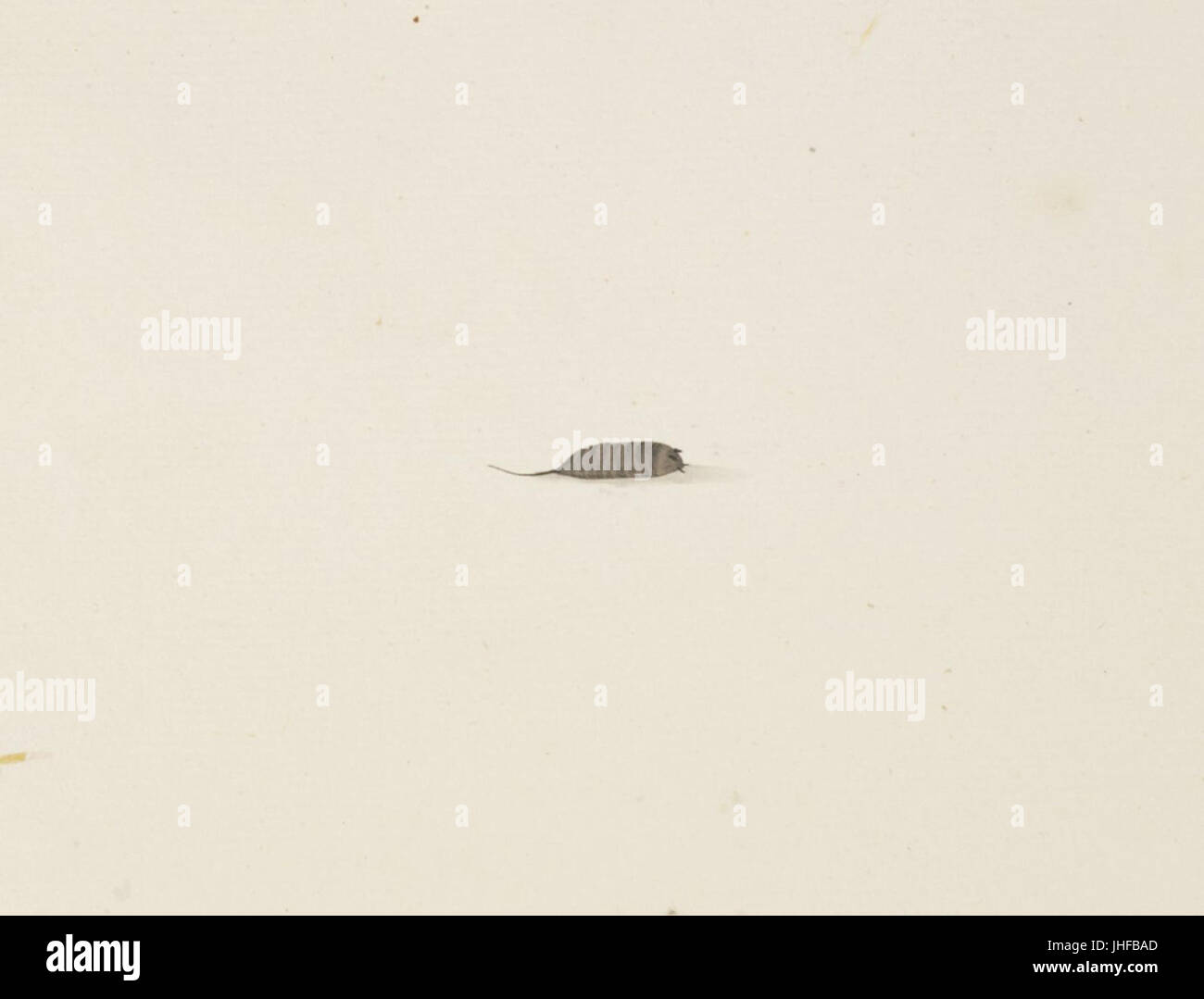 Naturalis Biodiversity Center - RMNH.ART.582 - Unidentified animal ...