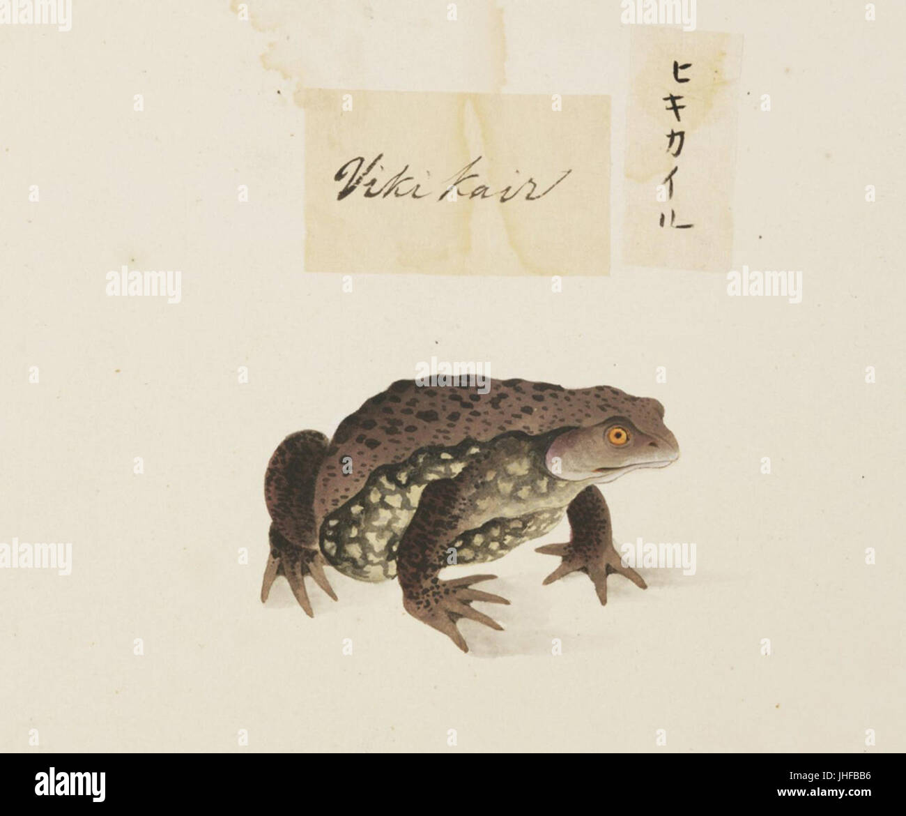 Naturalis Biodiversity Center - RMNH.ART.598 - Bufo japonicus ...