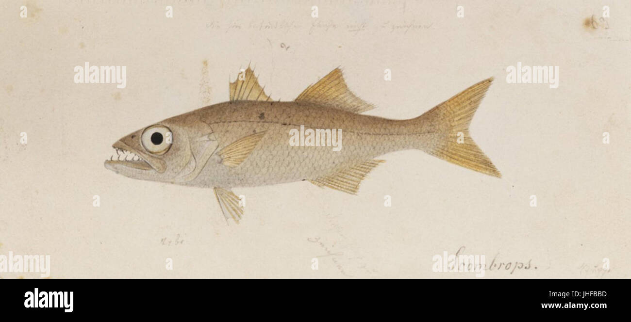 Naturalis Biodiversity Center - RMNH.ART.603 - Scombrops boops ...