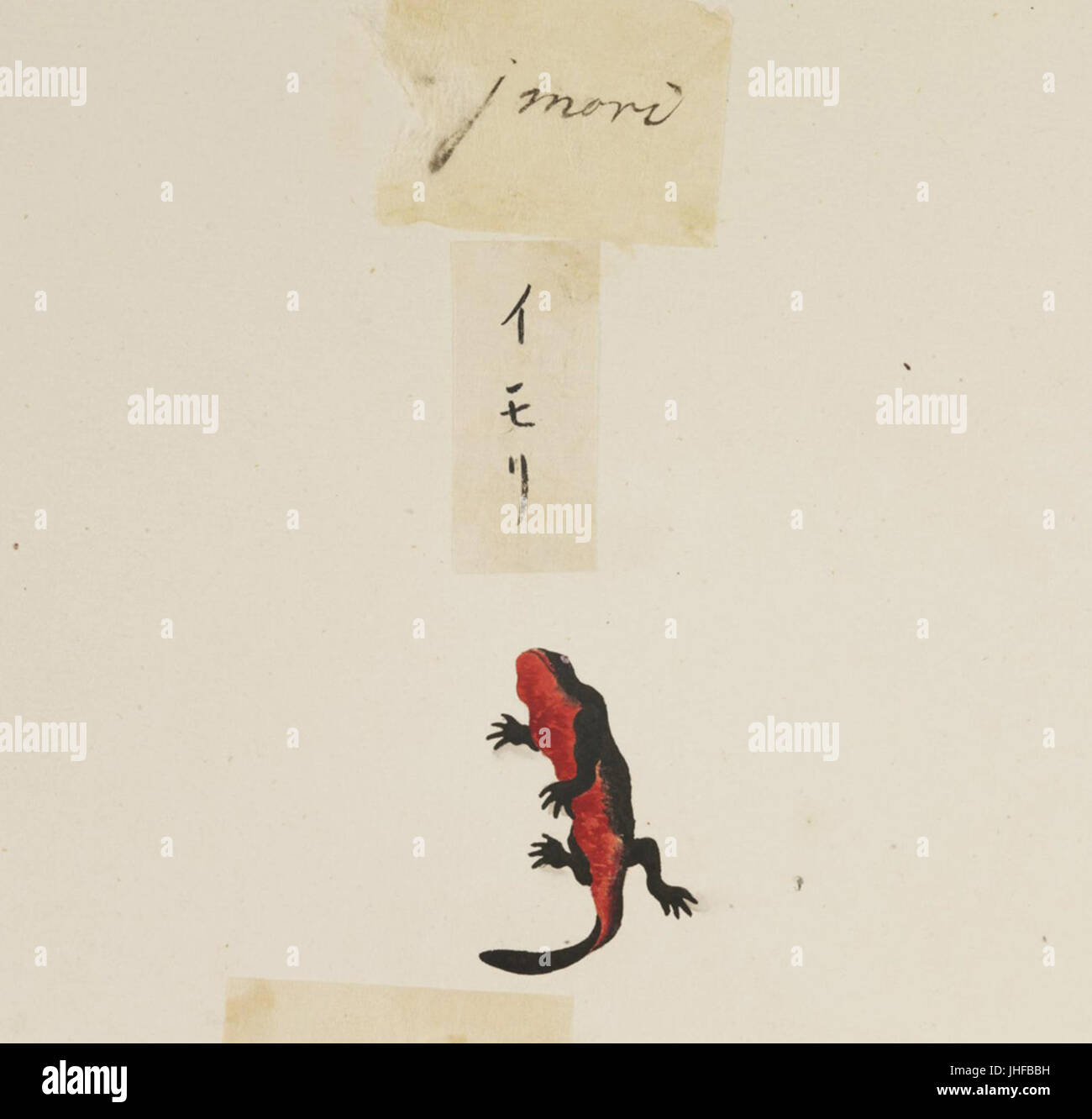 Naturalis Biodiversity Center - RMNH.ART.607 - Cynops pyrrhogaster ...