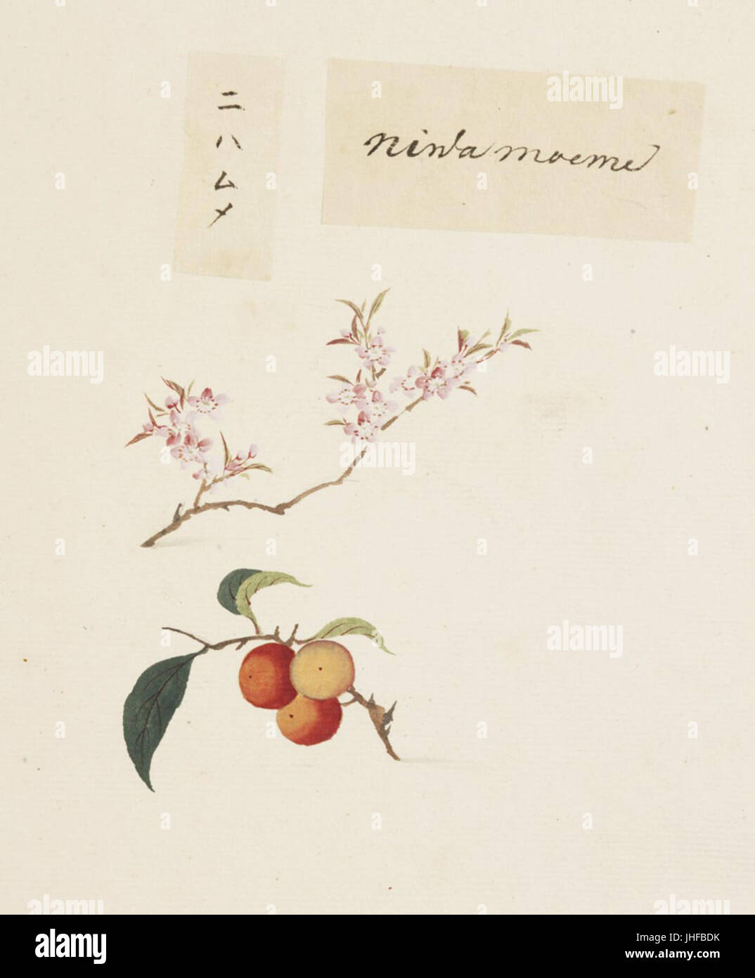 Naturalis Biodiversity Center - RMNH.ART.648 - Prunus japonica ...