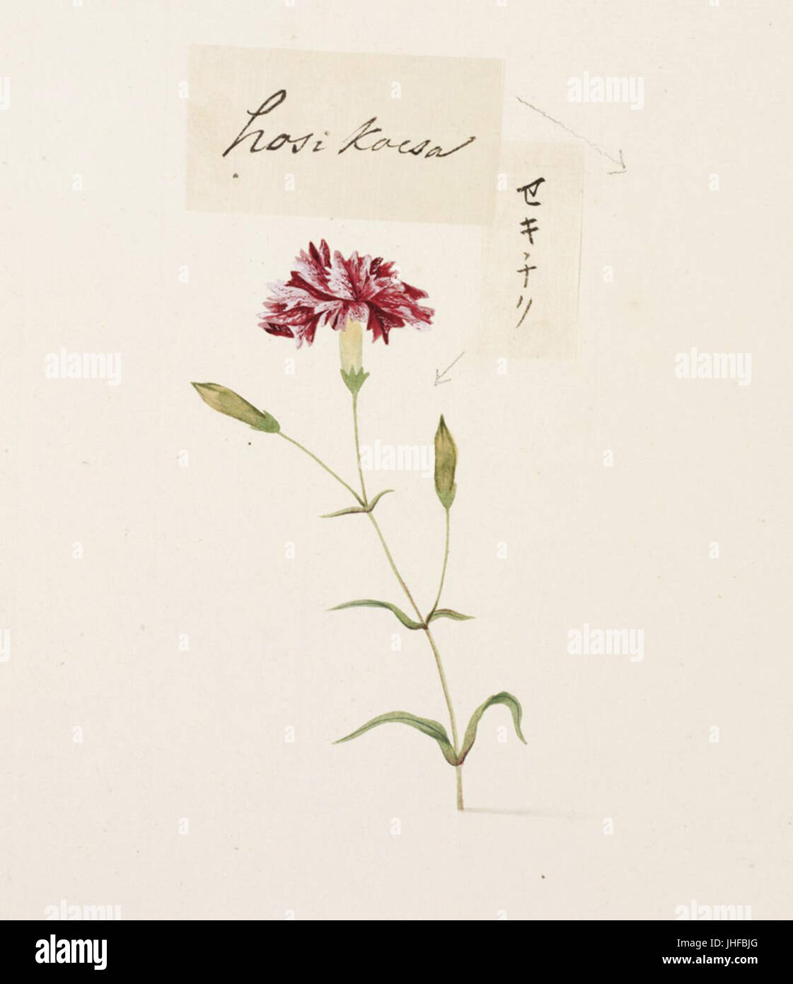Botanical illustration of dianthus caryophyllus hi-res stock ...