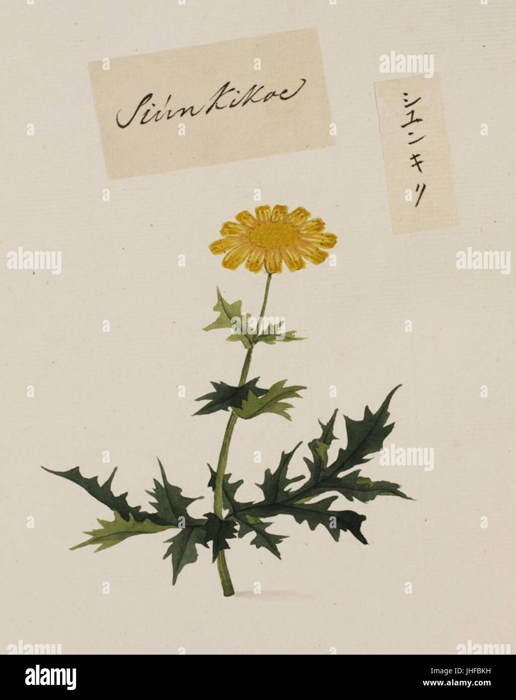 Naturalis Biodiversity Center - RMNH.ART.777 - Chrysanthemum coronarium ...