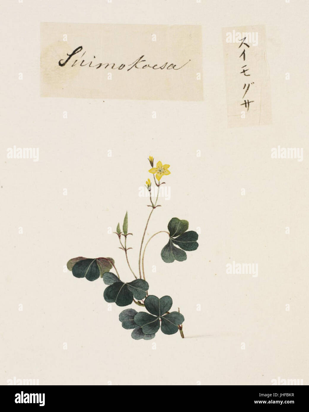 Naturalis Biodiversity Center - RMNH.ART.785 - Oxalis corniculata ...