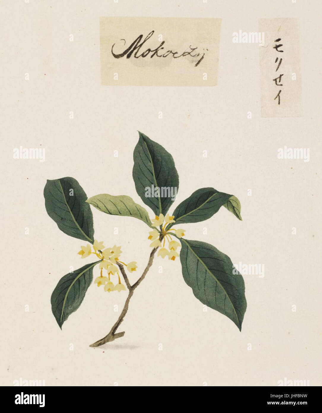 Naturalis Biodiversity Center - RMNH.ART.829 - Osmanthus - Kawahara ...