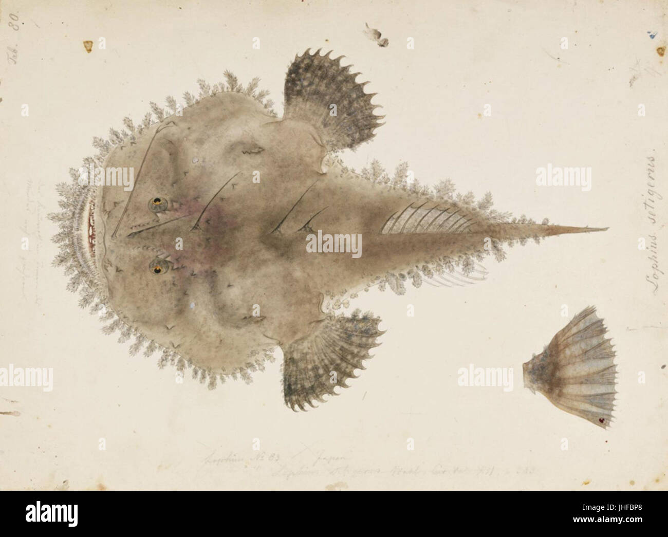 Lophiomus setigerus hi-res stock photography and images - Alamy